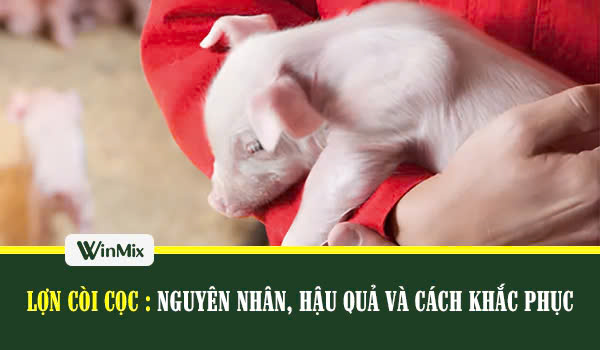 Lợn Con Còi Cọc: Nguyên Nhân, Hậu Quả và Cách Khắc Phục